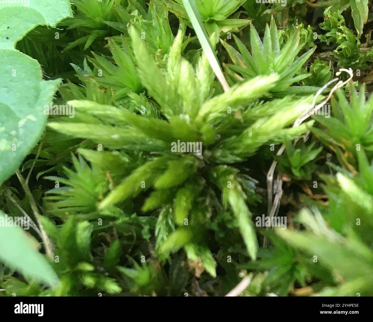 Climacium hi-res stock photography and images - Alamy