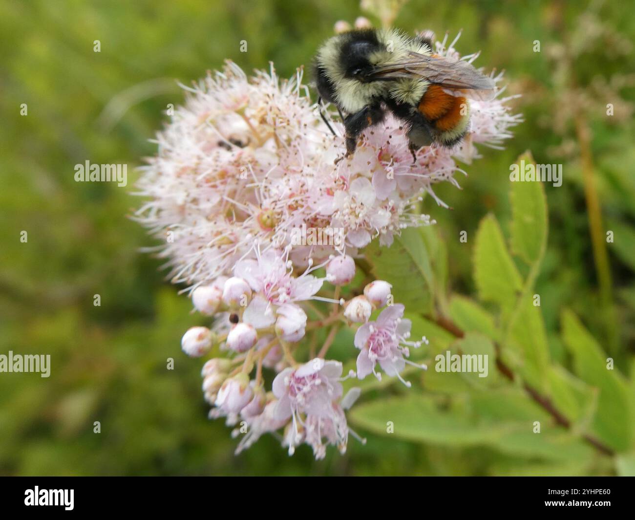 white meadowsweet (Spiraea alba Stock Photo - Alamy