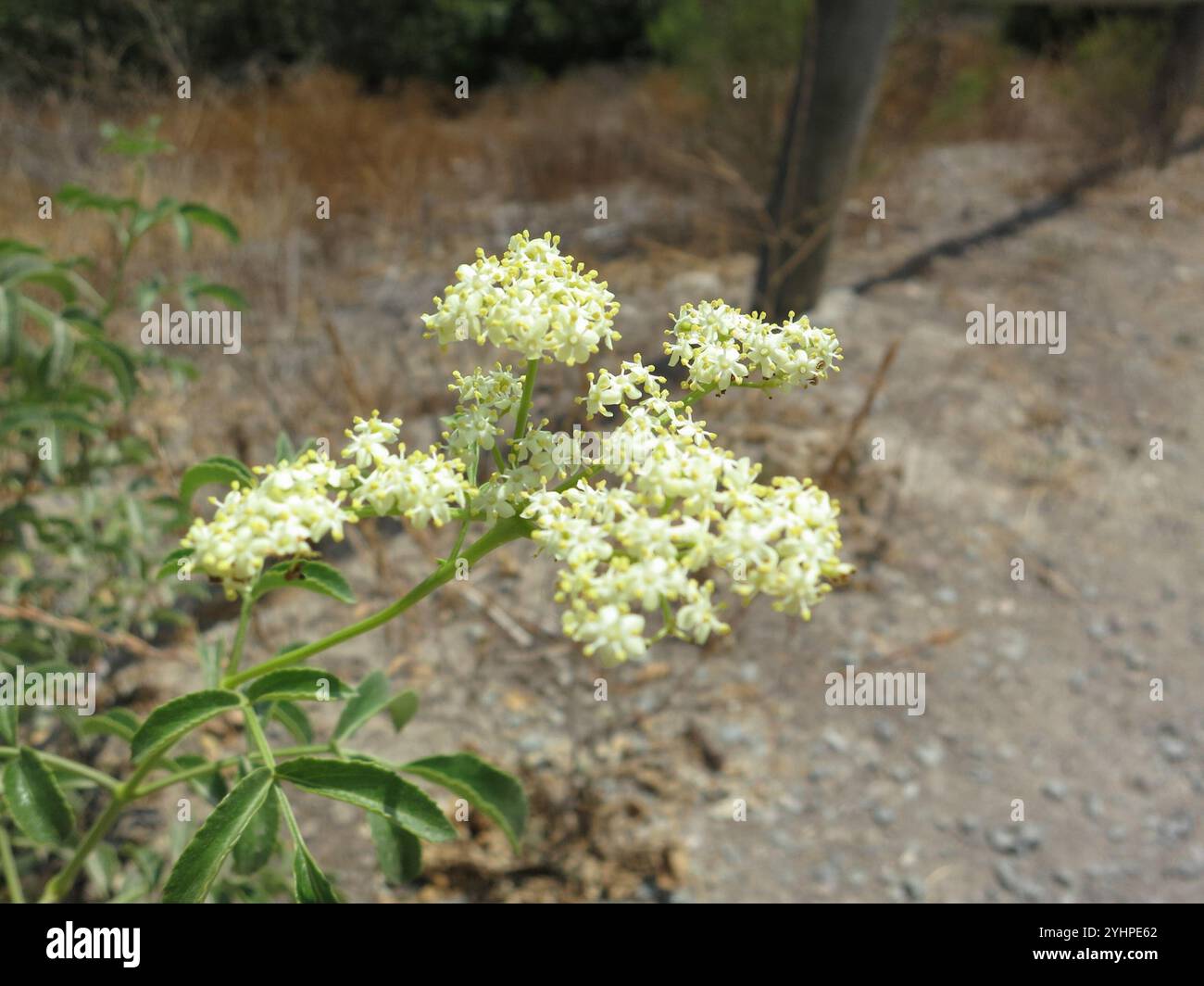 blue elder (Sambucus cerulea Stock Photo - Alamy