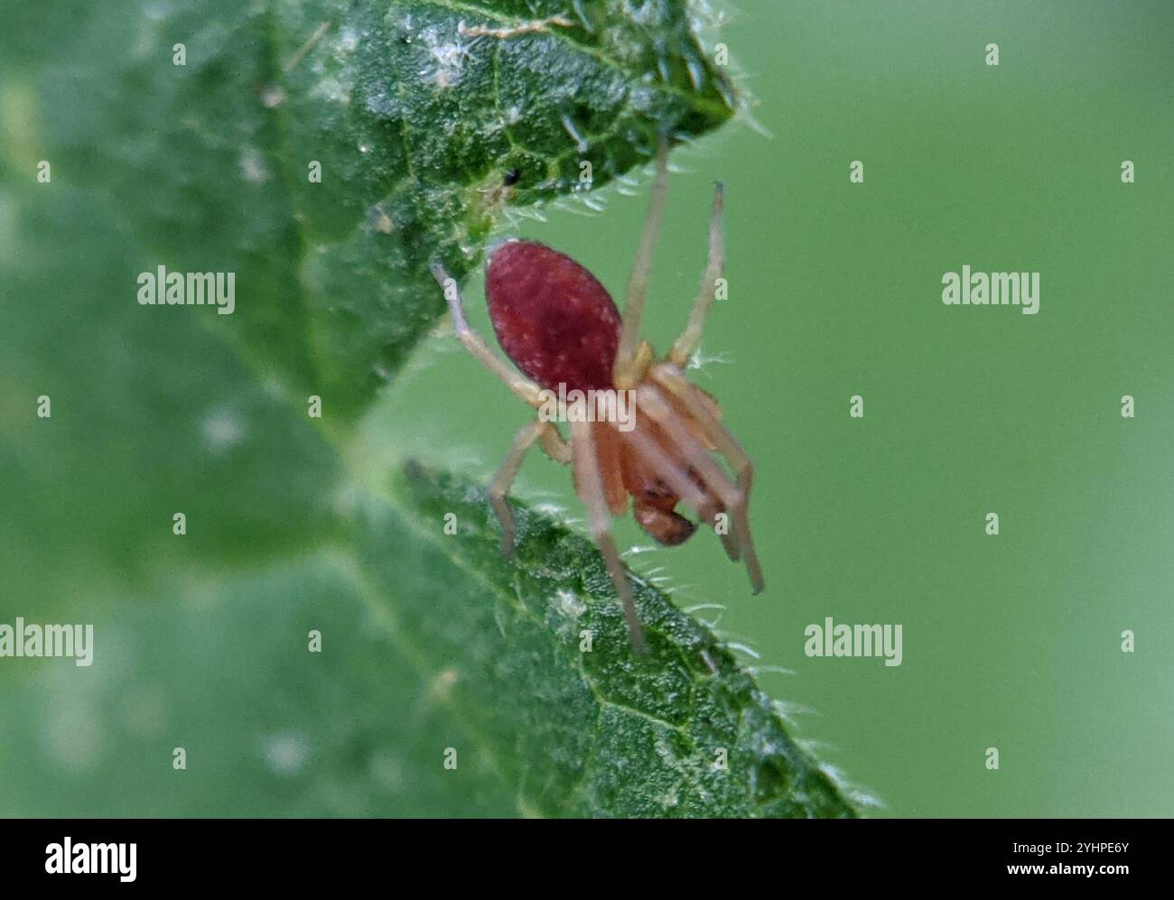 Bleeding heart spider hi-res stock photography and images - Alamy
