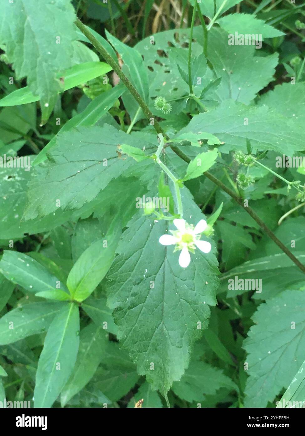 white avens (Geum canadense Stock Photo - Alamy