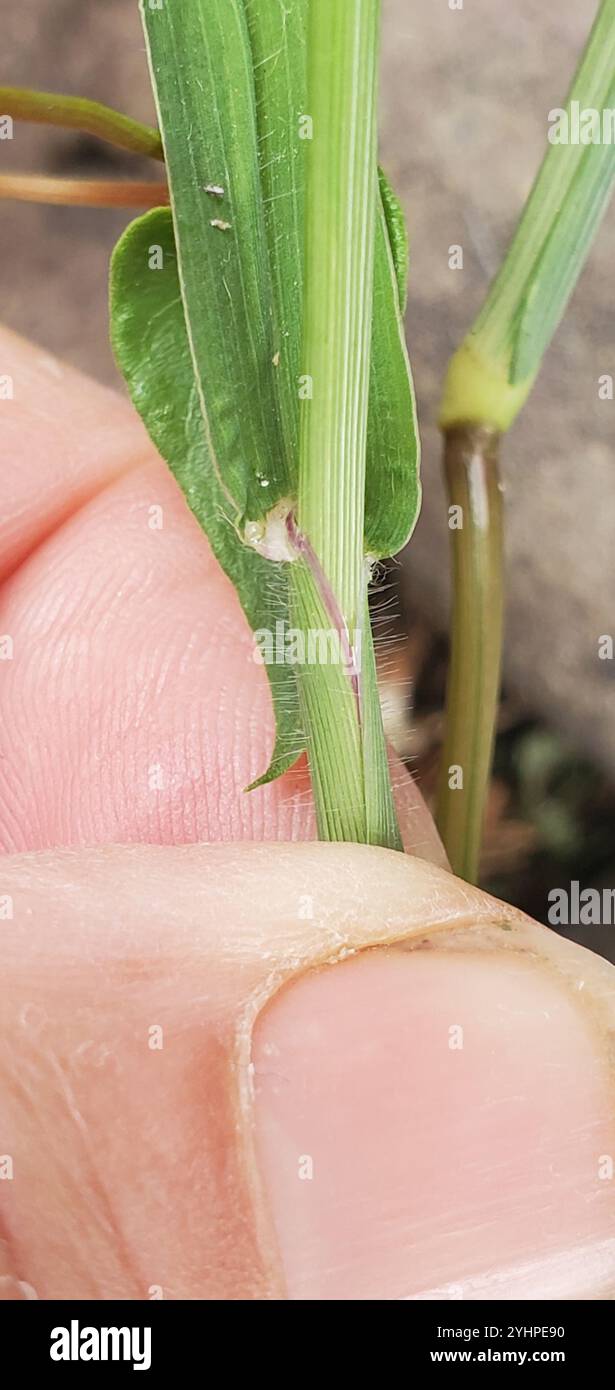 Hairy Crabgrass (Digitaria sanguinalis Stock Photo - Alamy