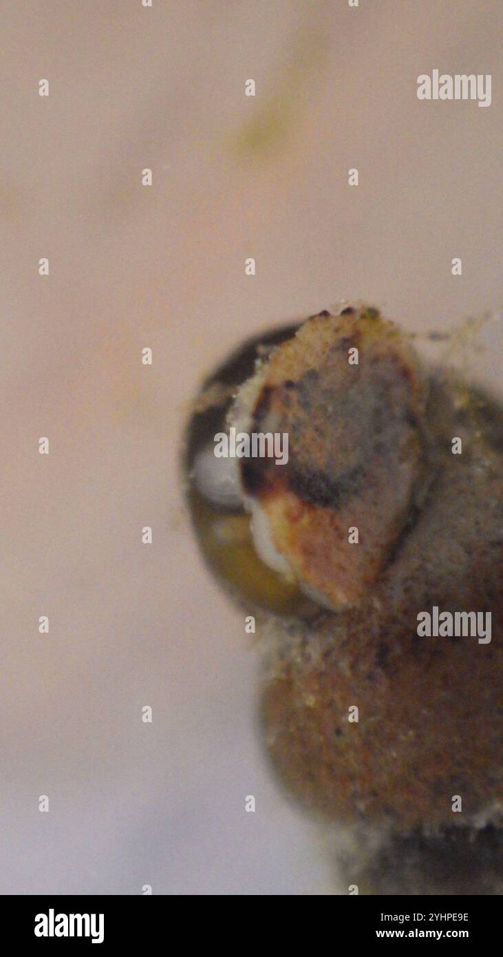 Hydrobiid Mud Snails (Hydrobiidae Stock Photo - Alamy