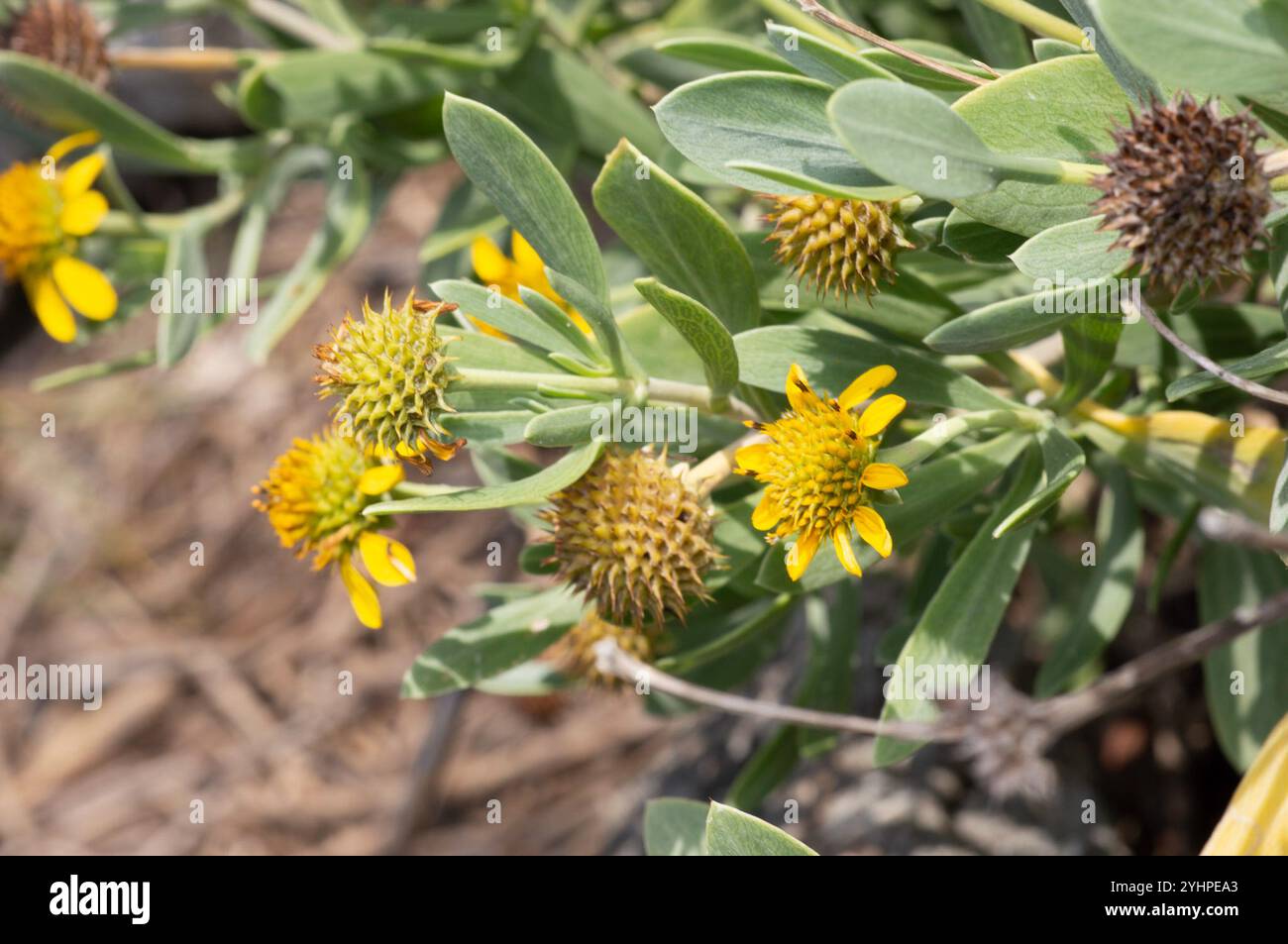sea ox-eye (Borrichia frutescens Stock Photo - Alamy