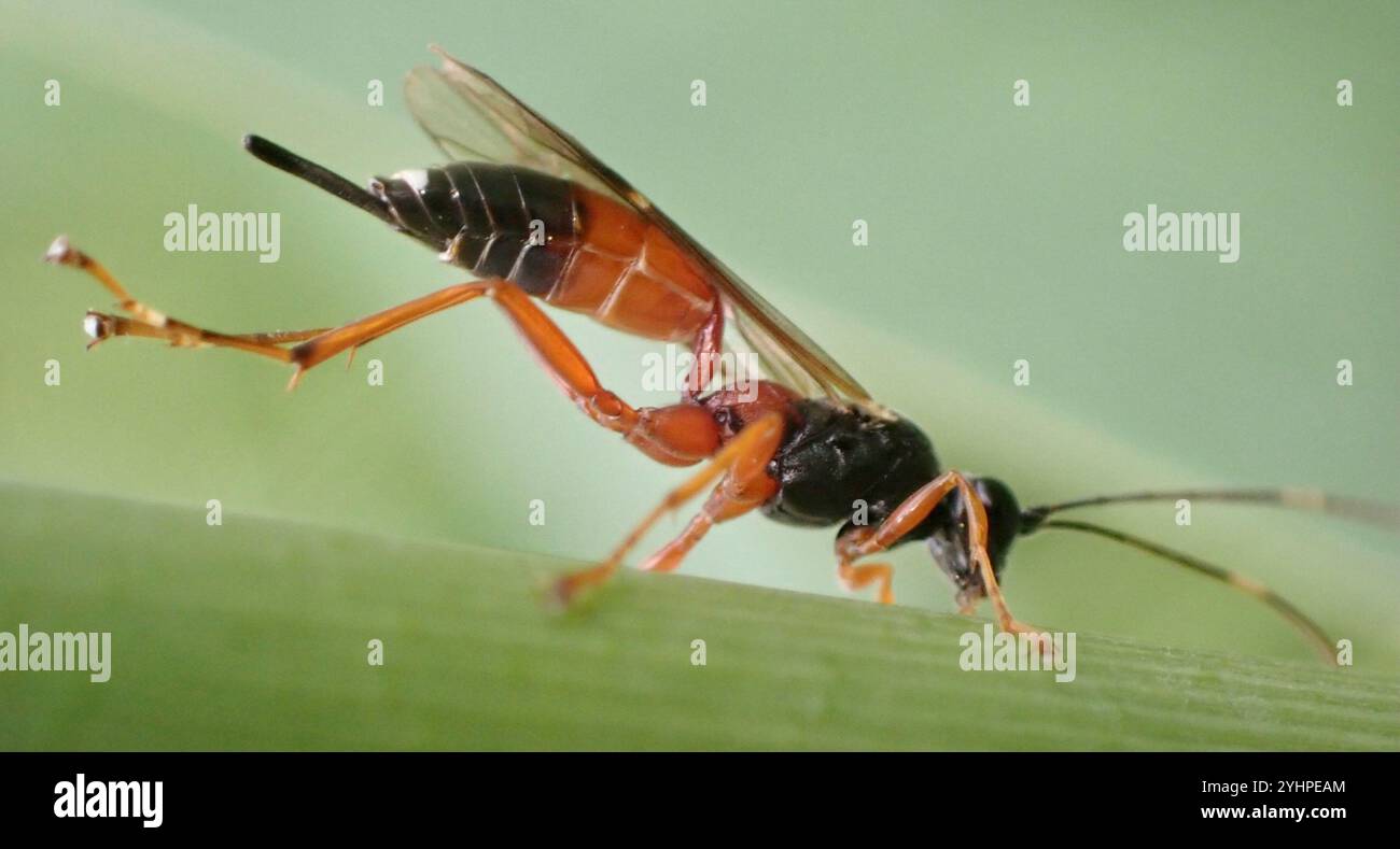 Cryptinae hi-res stock photography and images - Alamy