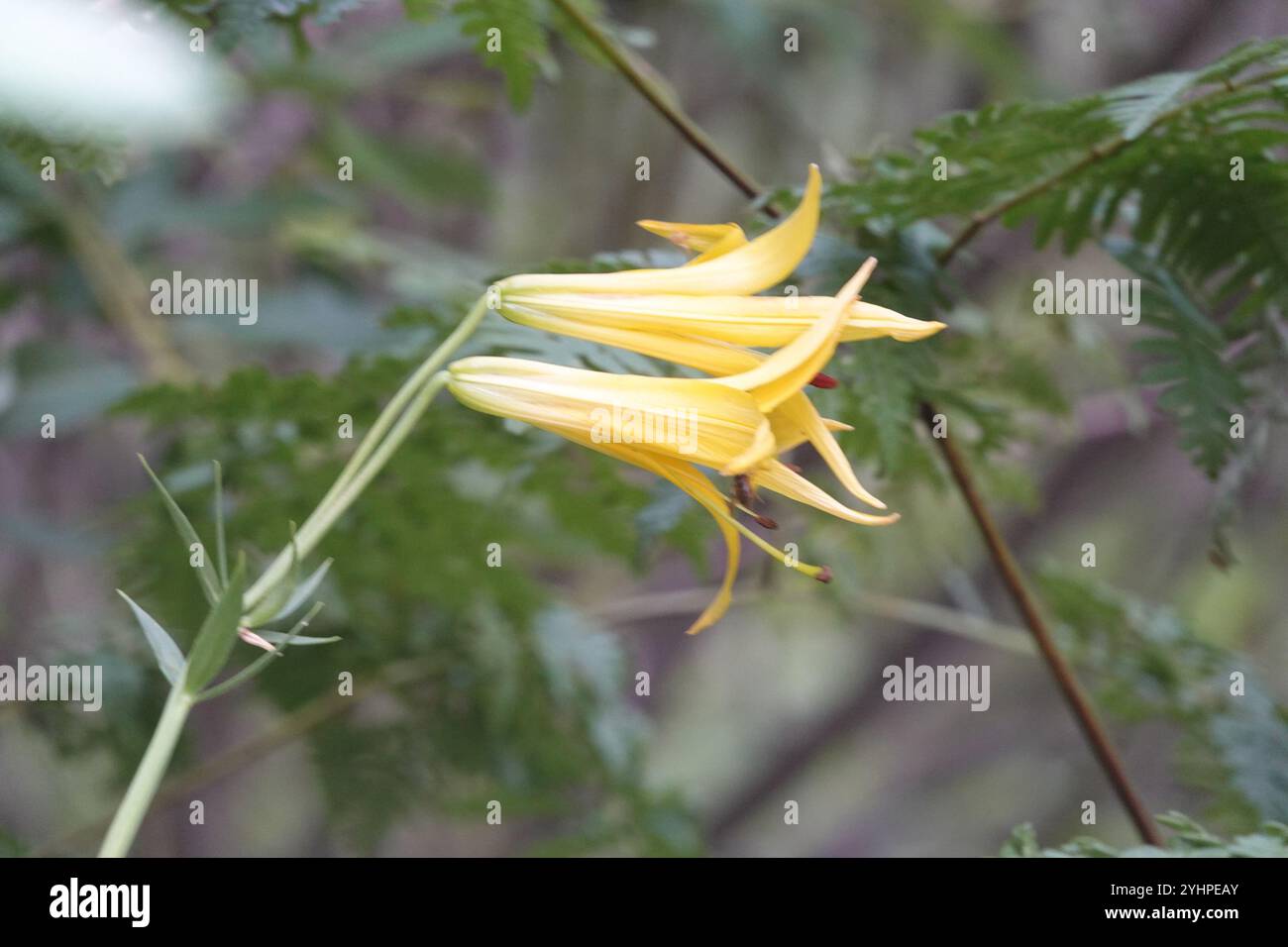 lemon lily (Lilium parryi Stock Photo - Alamy