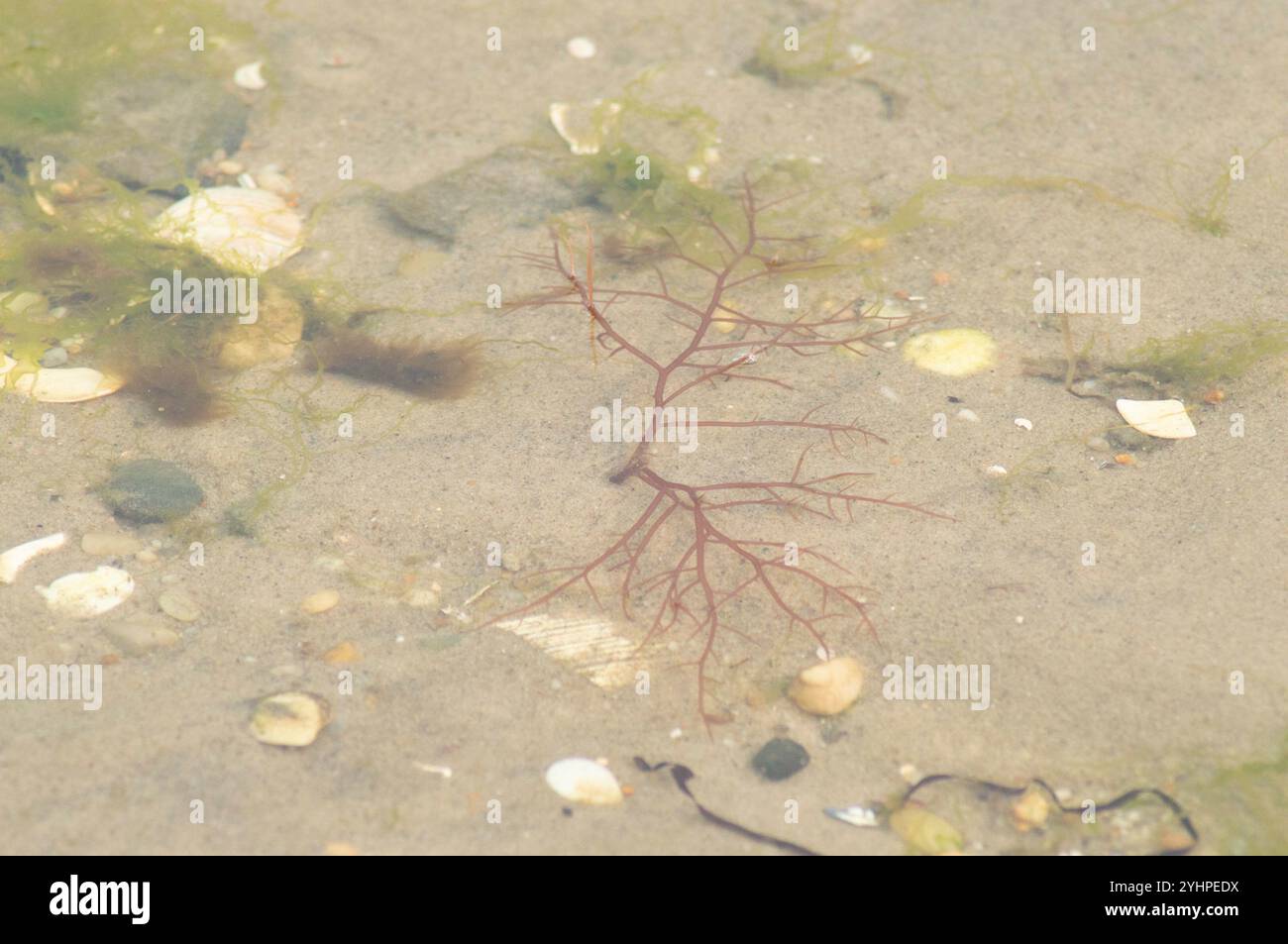 red algae (Rhodophyta Stock Photo - Alamy