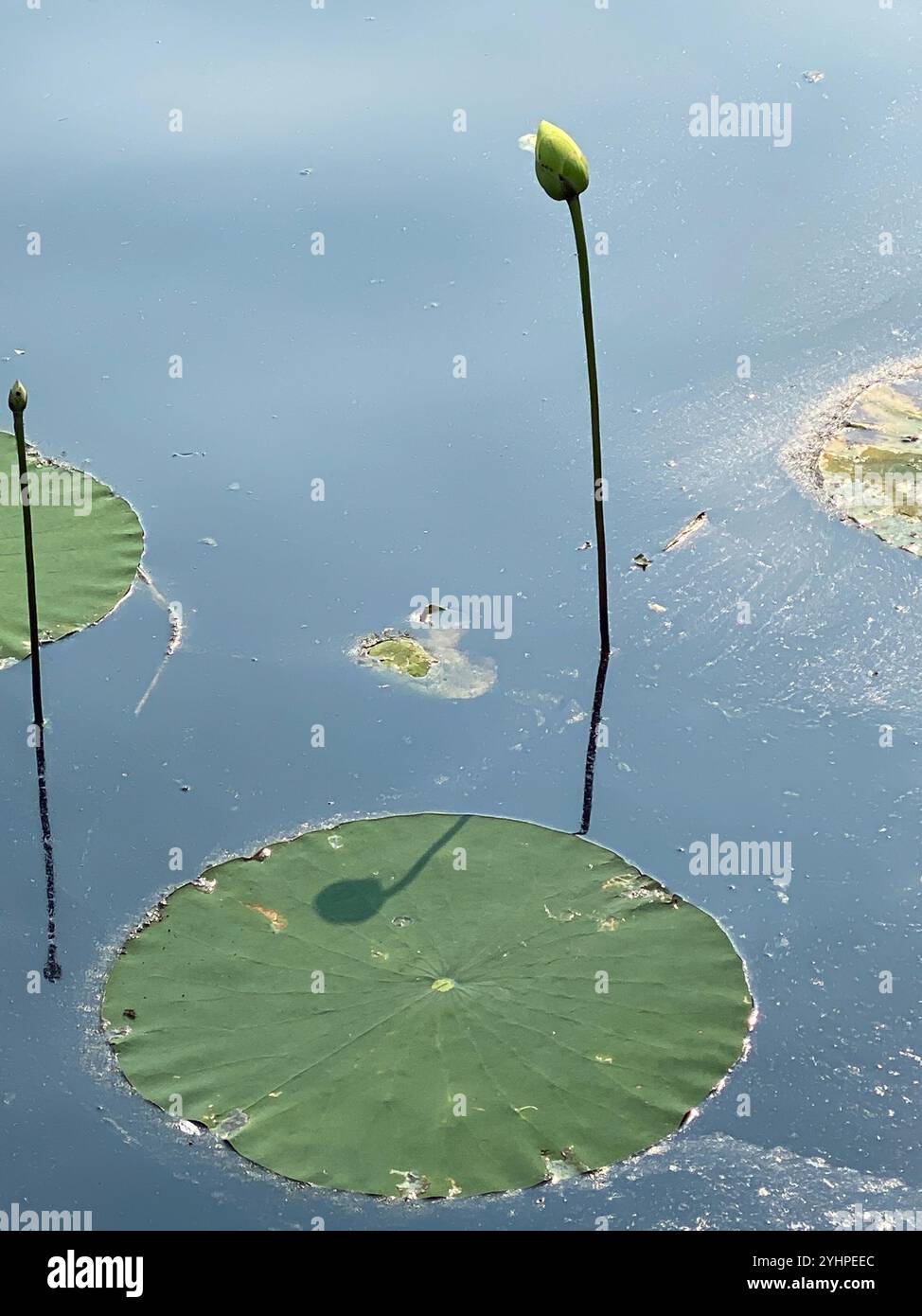 American lotus (Nelumbo lutea Stock Photo - Alamy