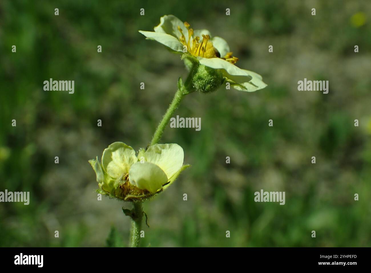 sierran woodbeauty (Drymocallis lactea lactea Stock Photo - Alamy