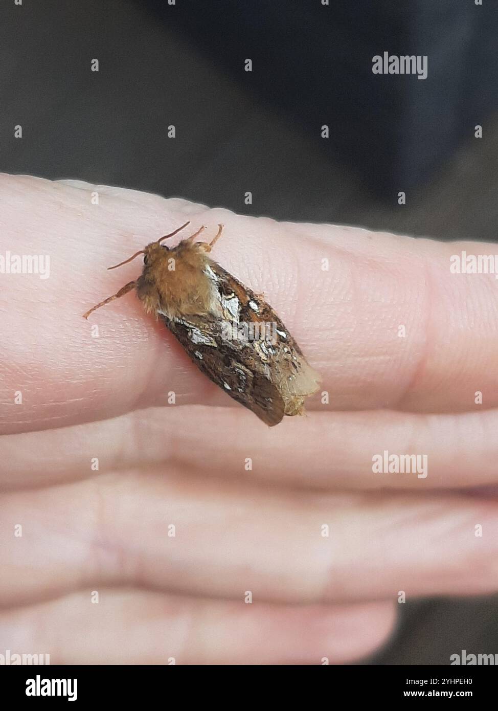 Map-winged Swift (Korscheltellus fusconebulosa Stock Photo - Alamy