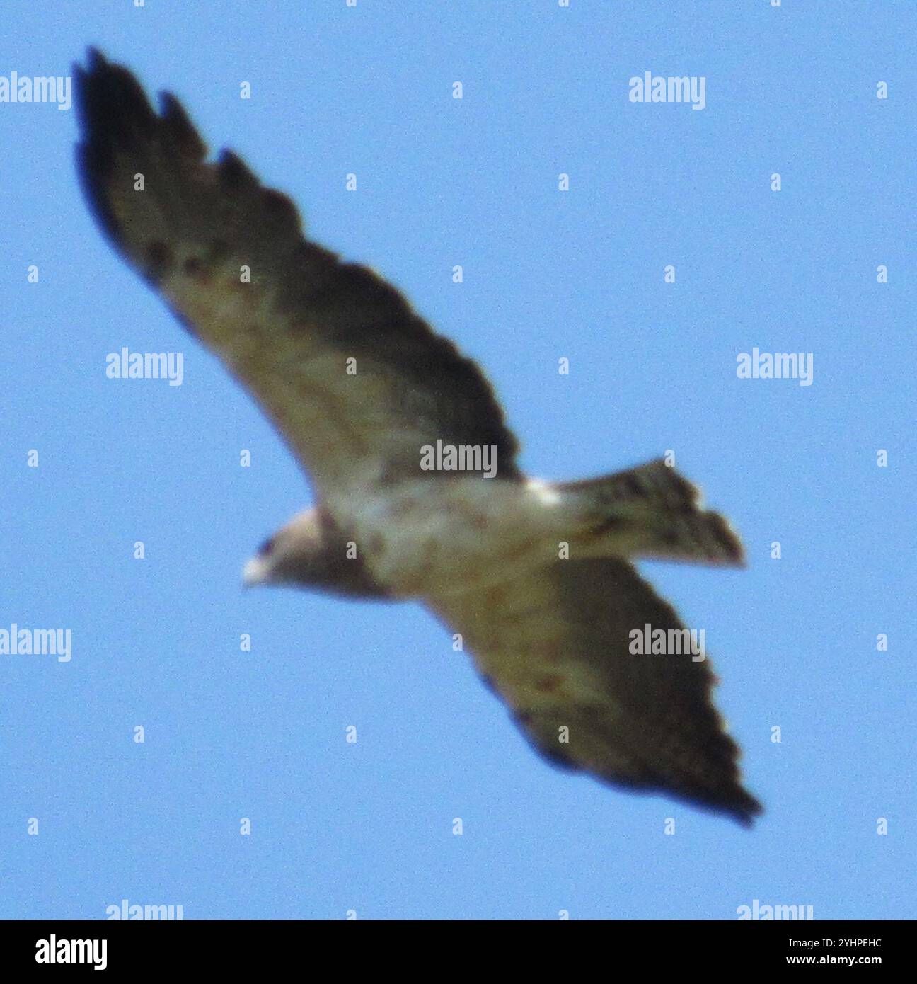 Swainson's Hawk (Buteo swainsoni Stock Photo - Alamy