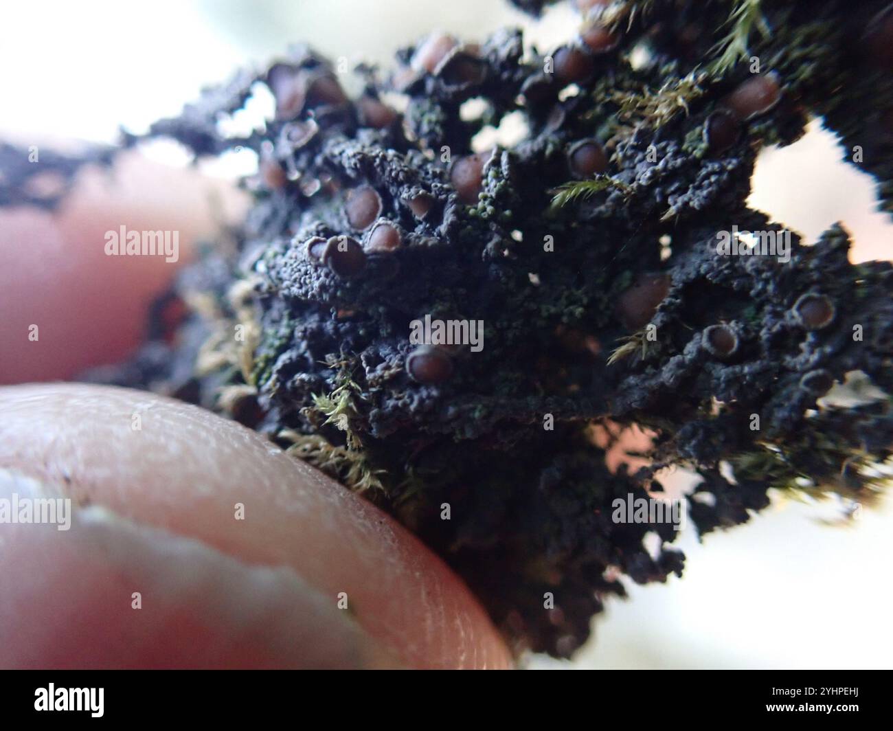 Brown-gray Moss-shingle Lichen (Protopannaria pezizoides Stock Photo ...