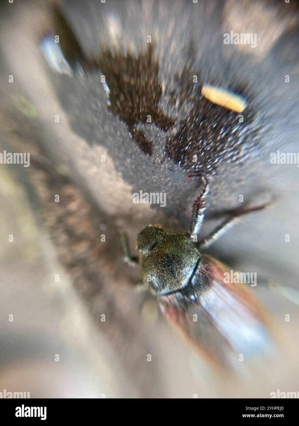 Hoplia philanthus hi-res stock photography and images - Alamy