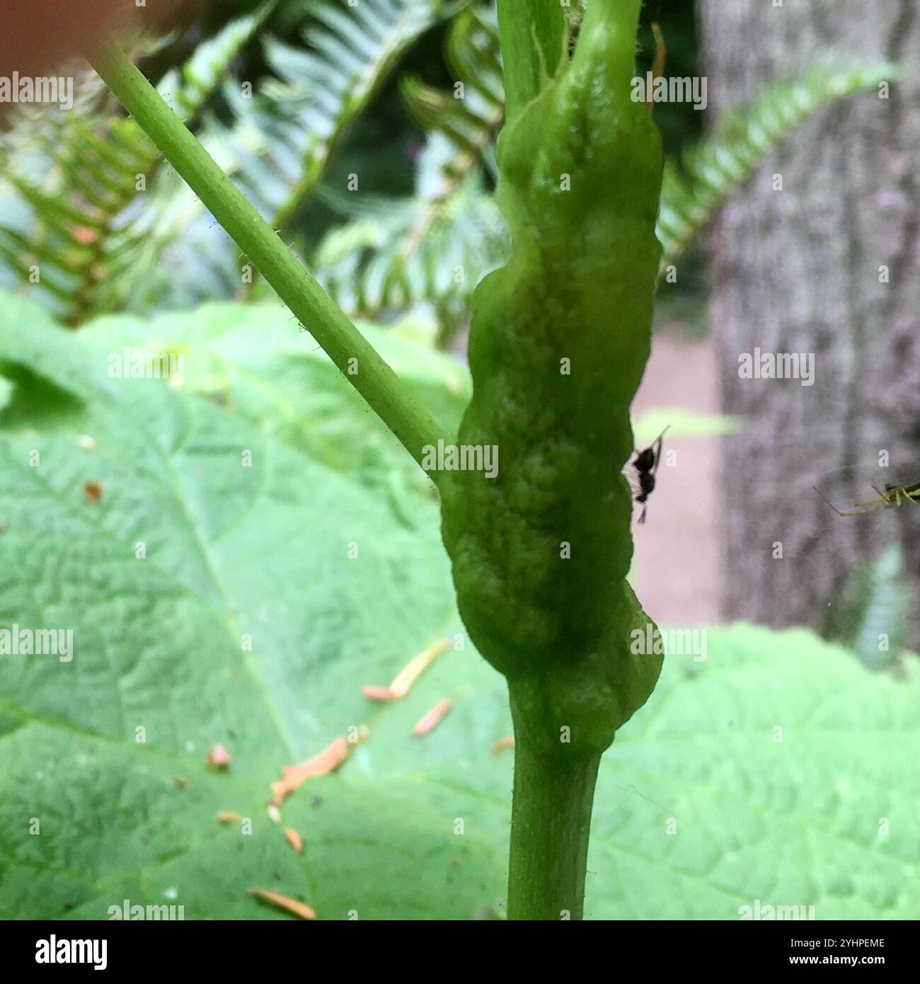 thimbleberry gallmaker (Diastrophus kincaidii Stock Photo - Alamy