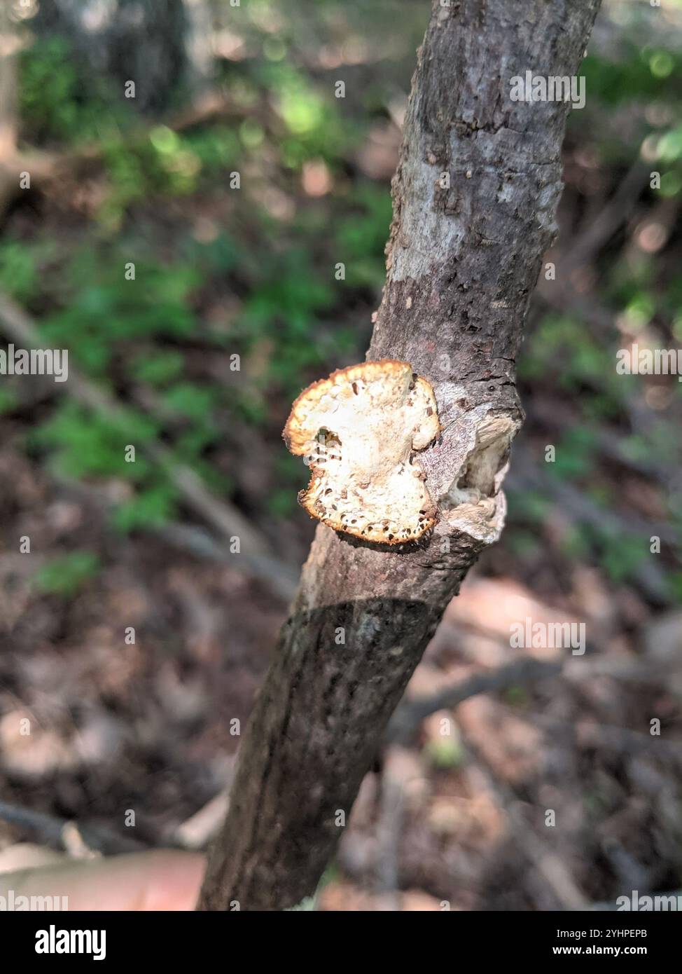 hexagonal-pored polypore (Neofavolus alveolaris Stock Photo - Alamy