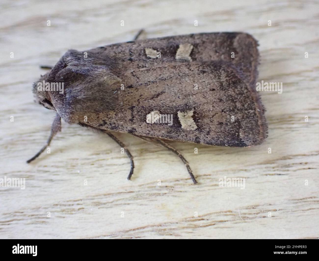Square-spot Rustic (Xestia xanthographa Stock Photo - Alamy
