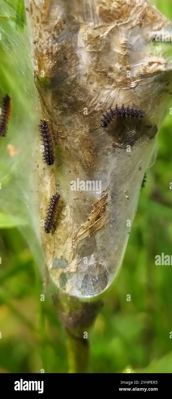 Scarce Fritillary (Euphydryas maturna Stock Photo - Alamy