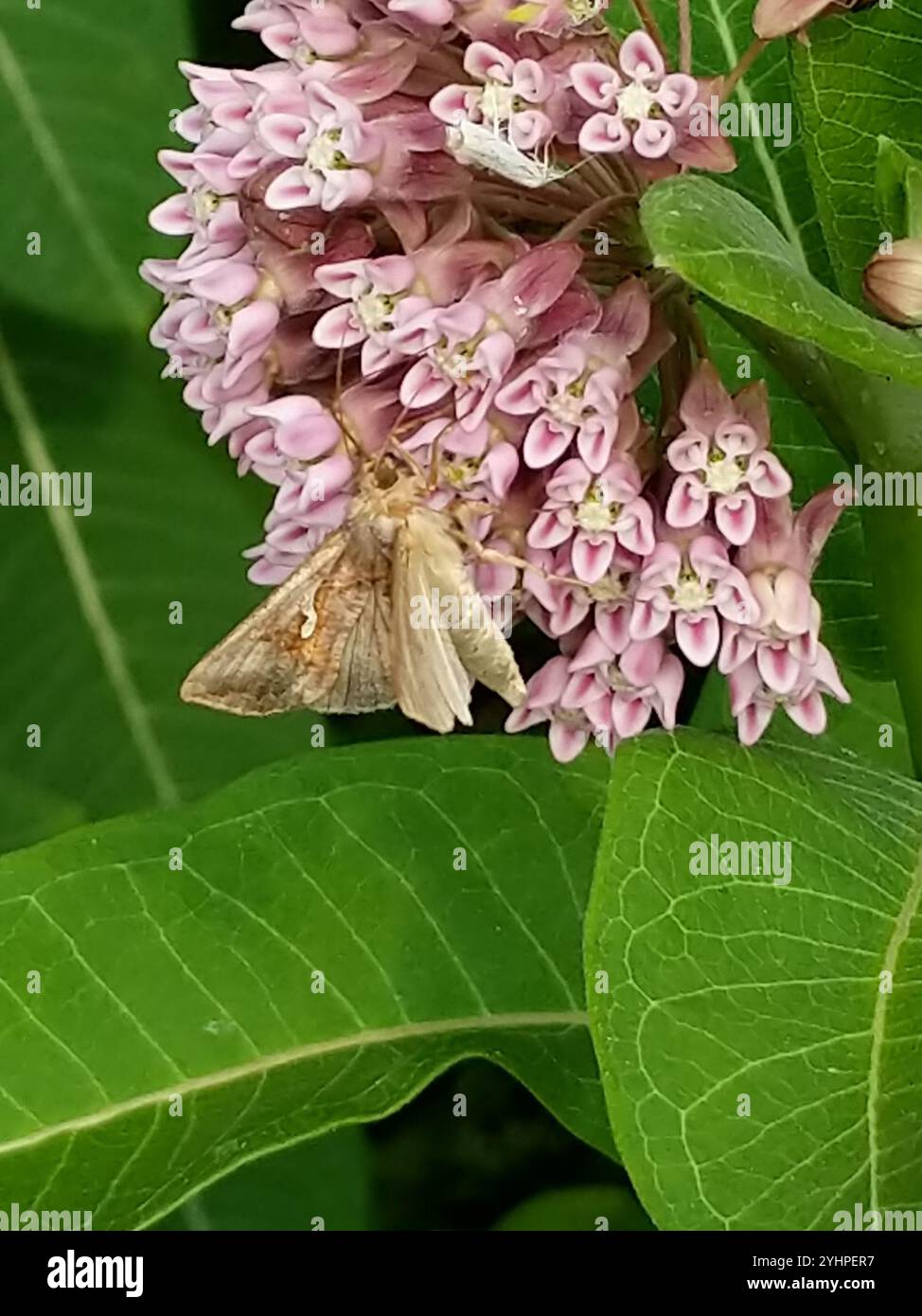 Common Looper Moth (Autographa precationis Stock Photo - Alamy