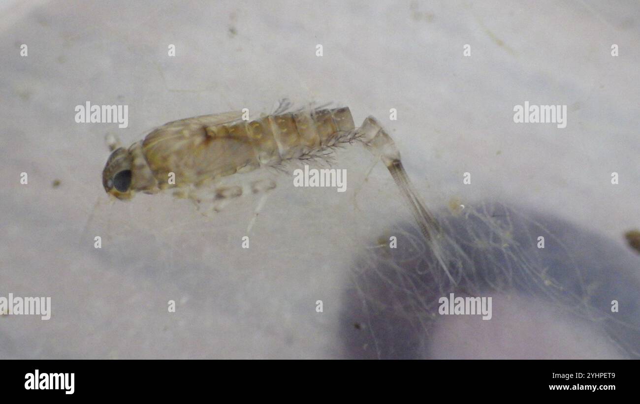 Small Mayflies (Baetidae Stock Photo - Alamy