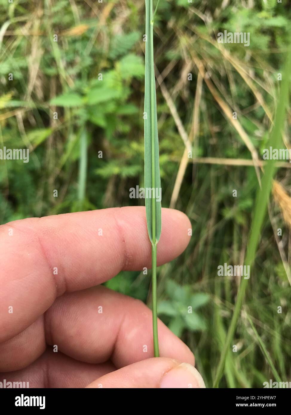 Kleingrass (Panicum coloratum Stock Photo - Alamy