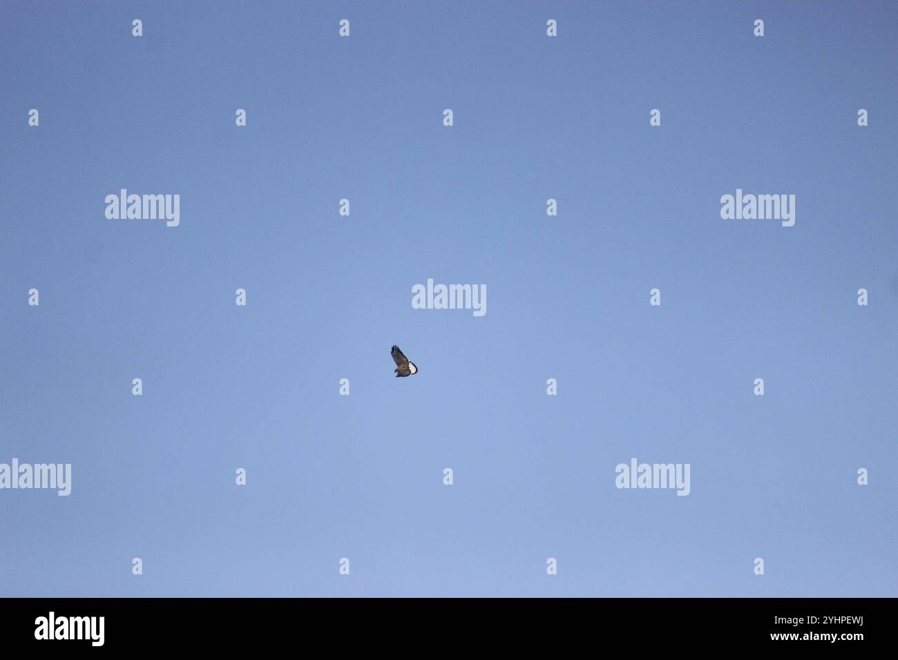 Variable Hawk (Geranoaetus polyosoma Stock Photo - Alamy