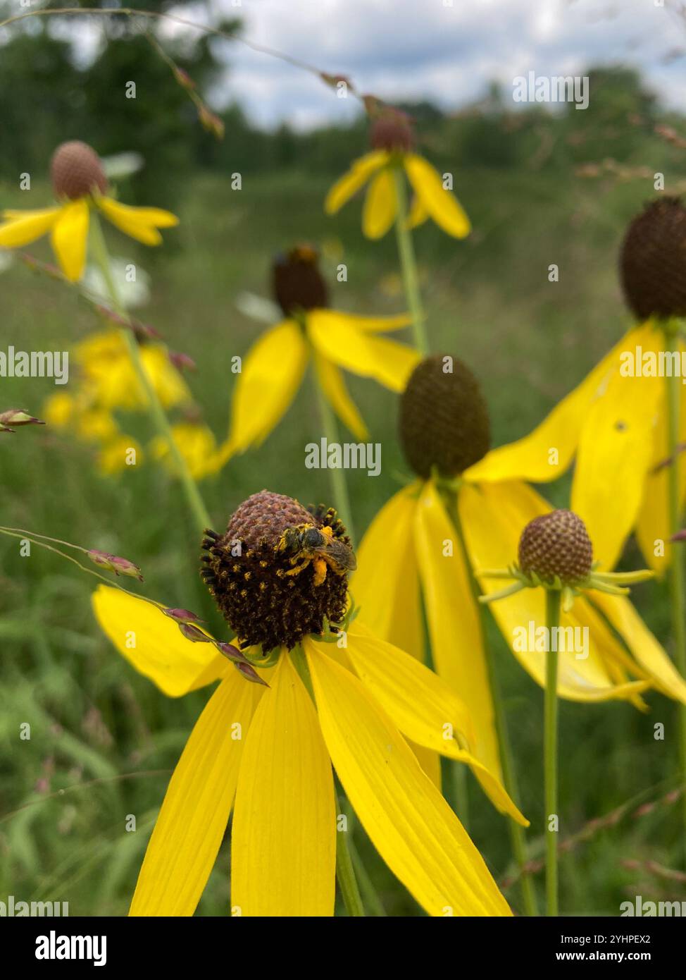 grey-headed coneflower (Ratibida pinnata Stock Photo - Alamy