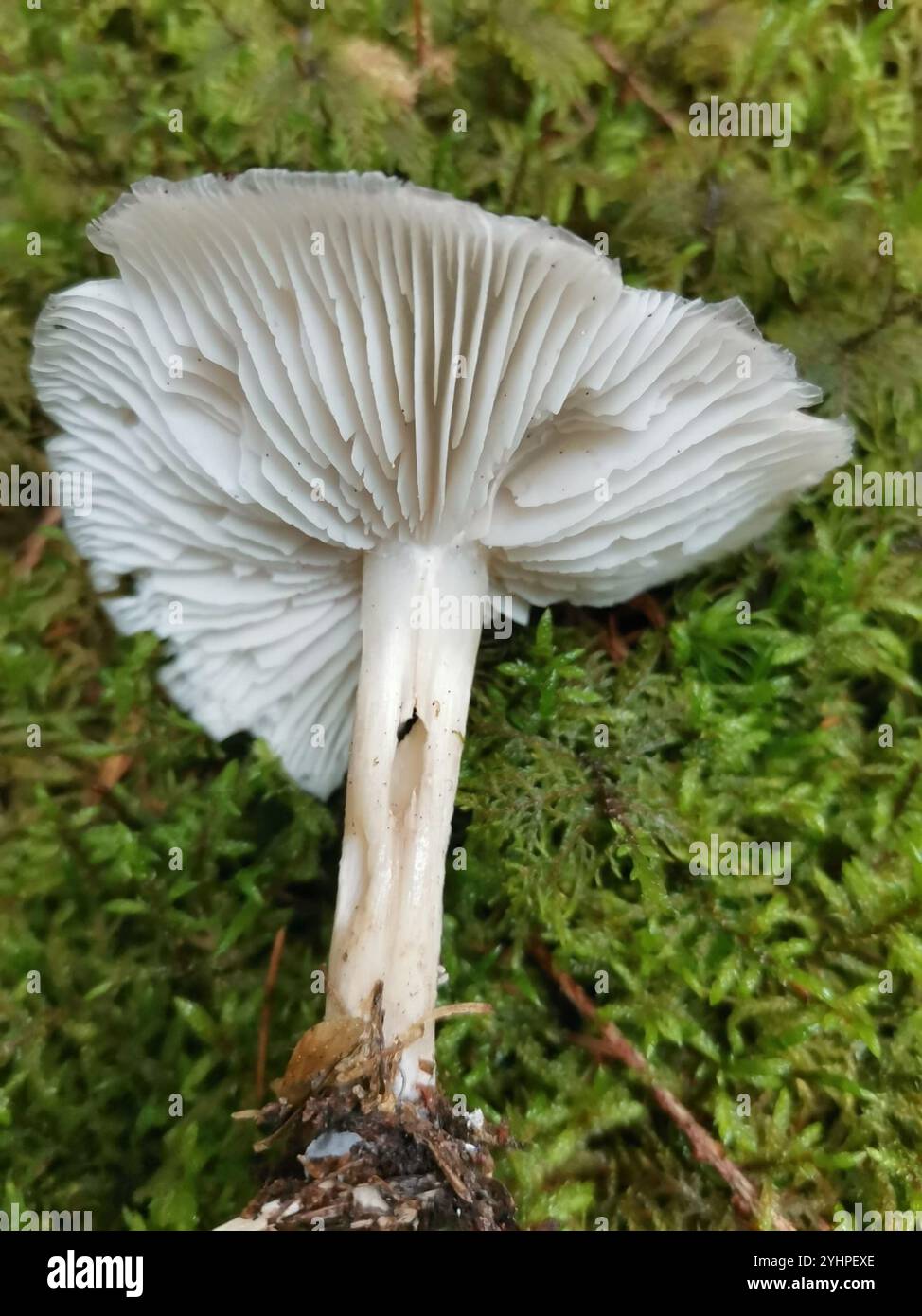 Fragrant Funnel (Clitocybe fragrans Stock Photo - Alamy