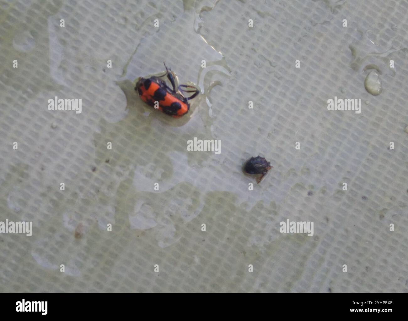 Bee-eating Beetle (Trichodes apiarius Stock Photo - Alamy