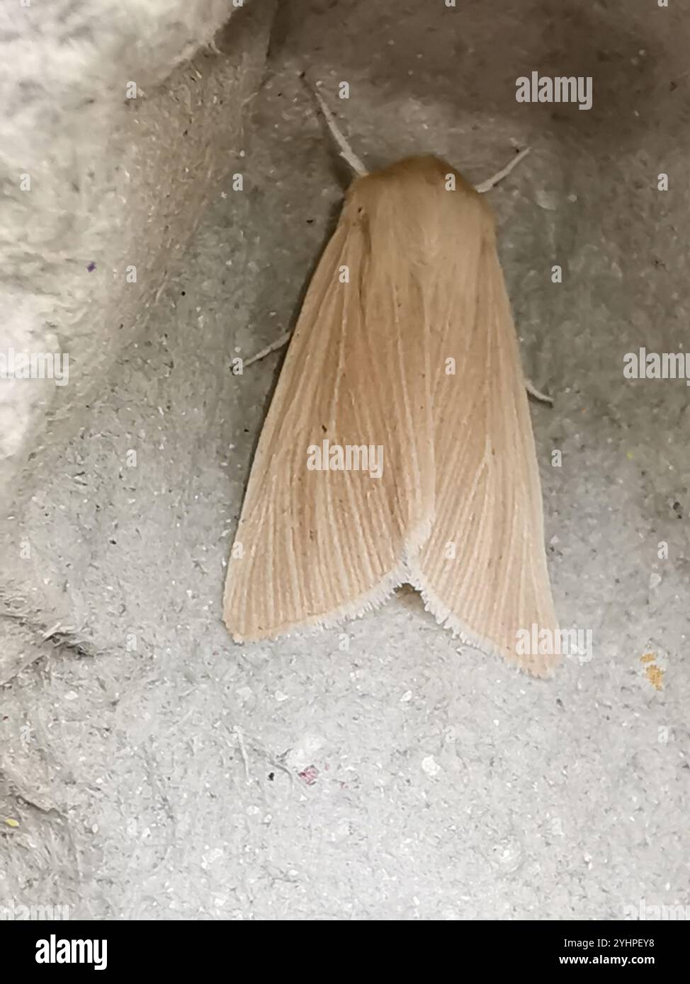 Smoky wainscot hi-res stock photography and images - Alamy