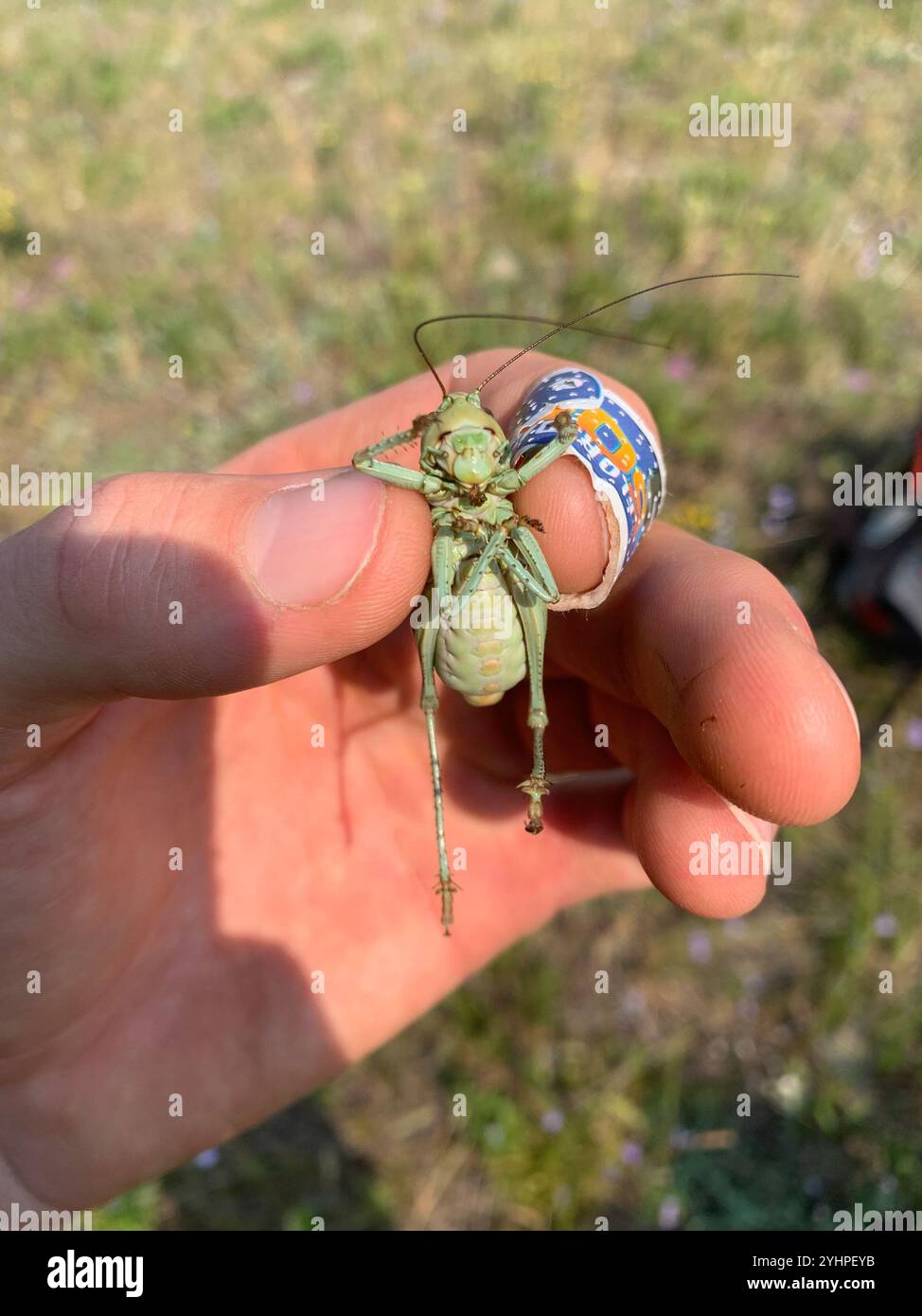 Anabrus hi-res stock photography and images - Alamy