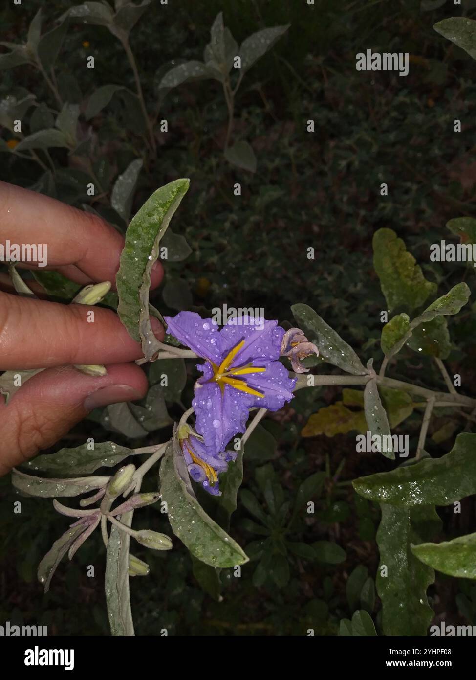 silverleaf nightshade (Solanum elaeagnifolium Stock Photo - Alamy