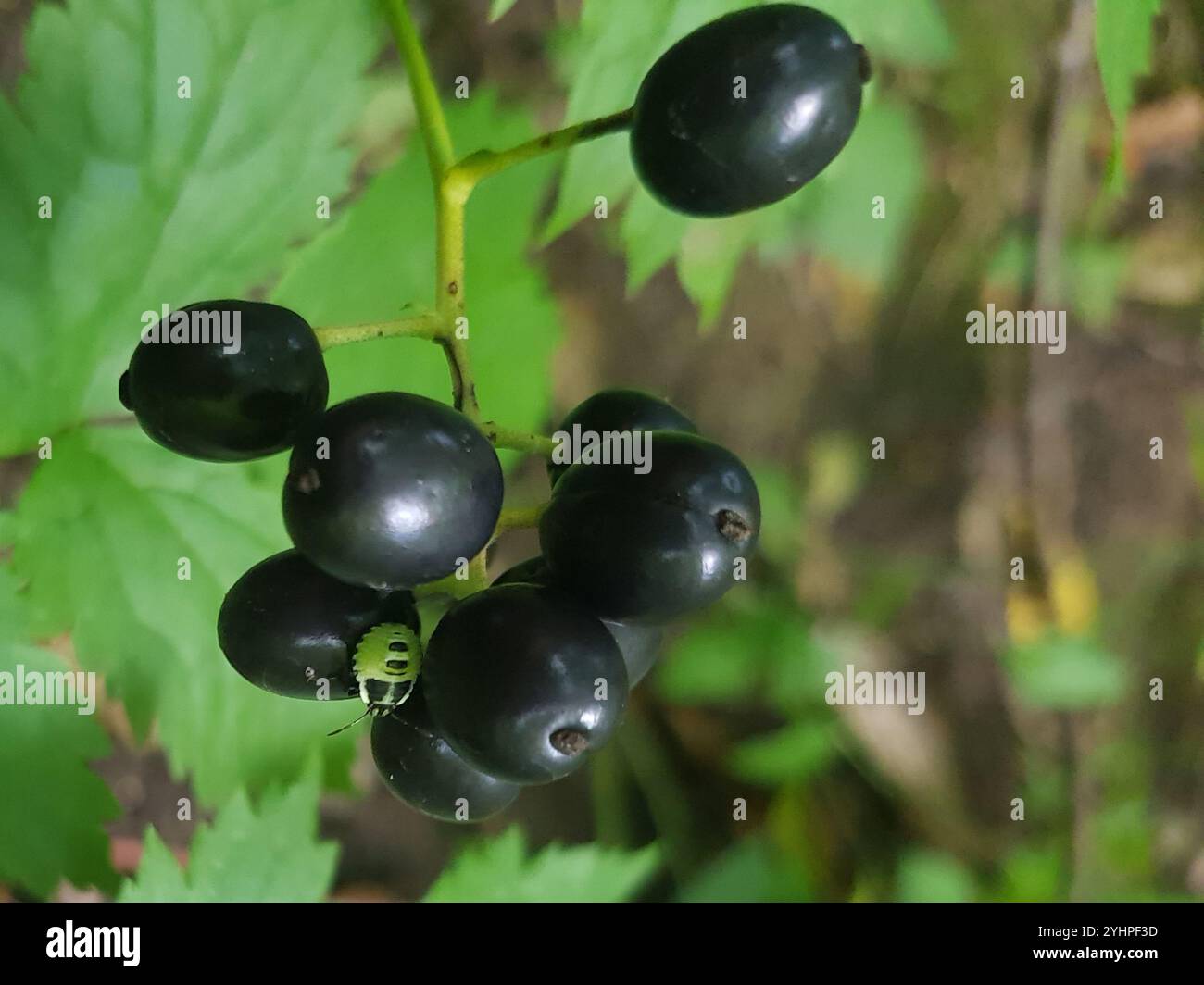 Eurasian baneberry (Actaea spicata Stock Photo - Alamy