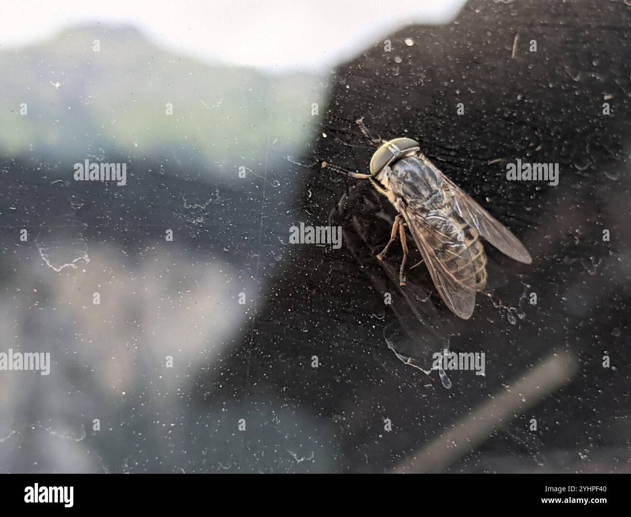Dark giant horse fly hi-res stock photography and images - Alamy