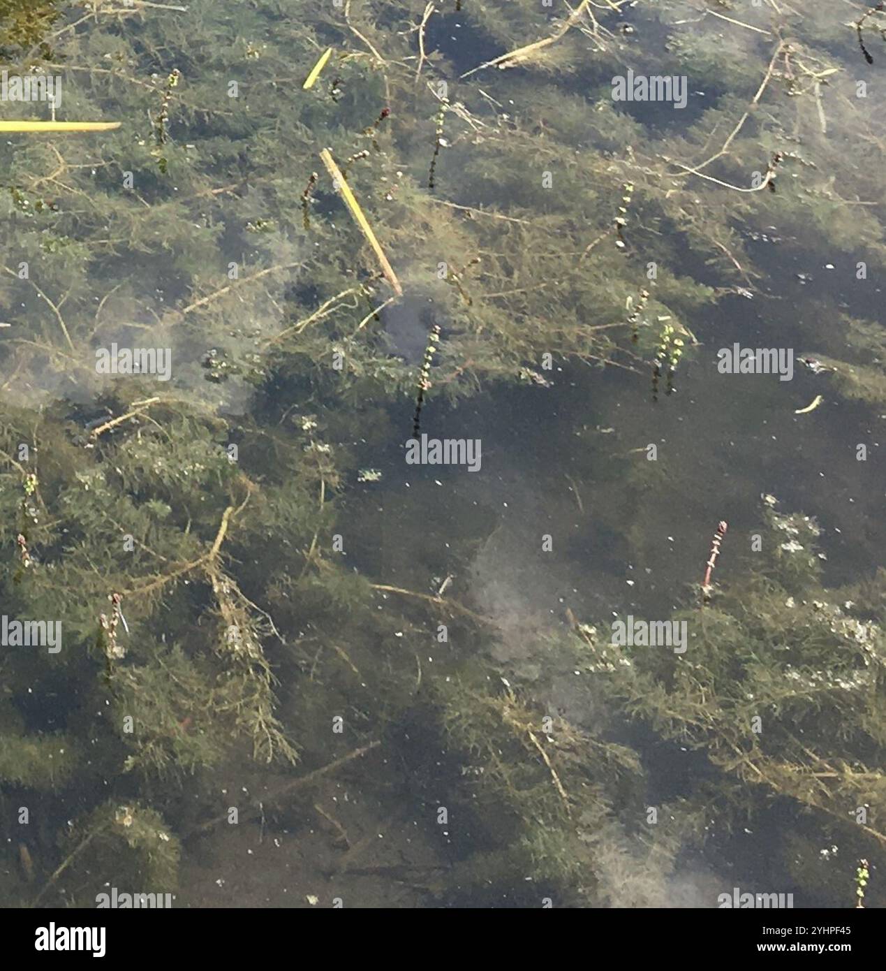 Eurasian water-milfoil (Myriophyllum spicatum Stock Photo - Alamy