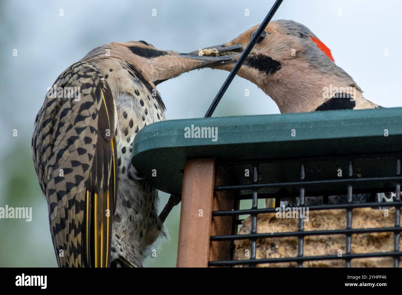 Northern Flicker (Colaptes auratus Stock Photo - Alamy