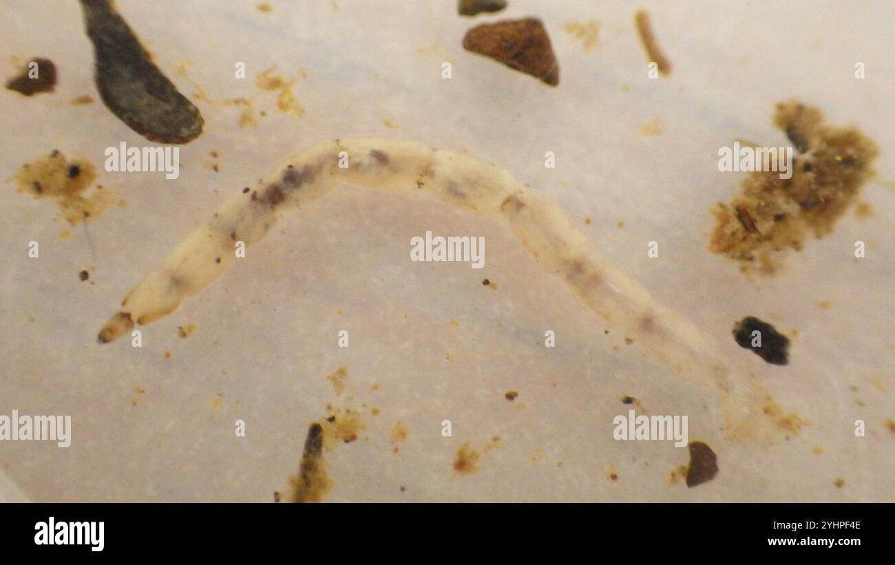 Biting Midges (Ceratopogonidae Stock Photo - Alamy