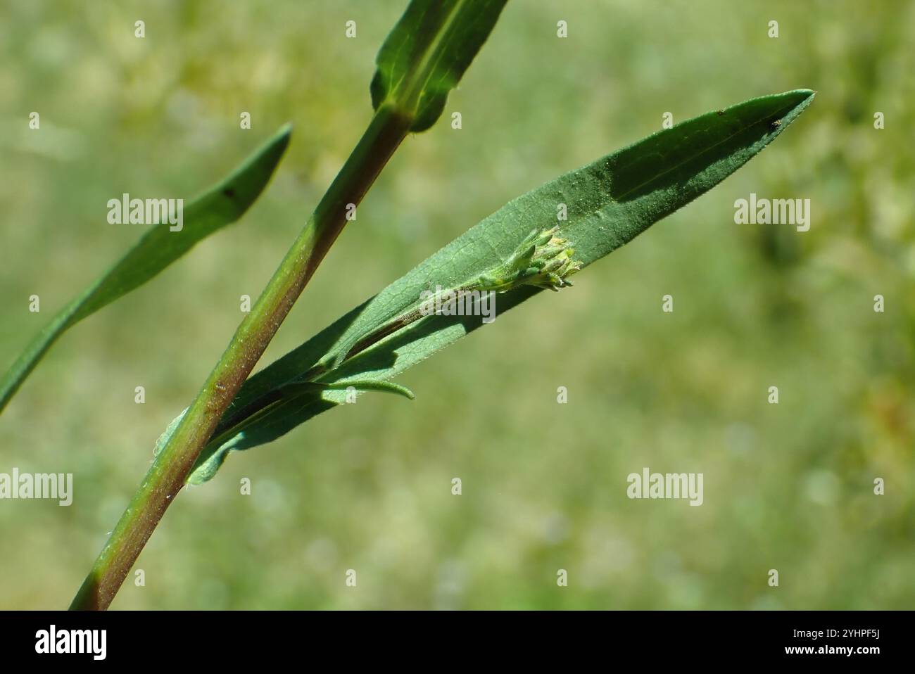 Subalpine Fleabane (Erigeron glacialis glacialis Stock Photo - Alamy