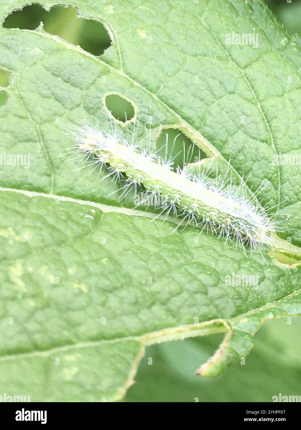 Plume Moths (Pterophoridae Stock Photo - Alamy
