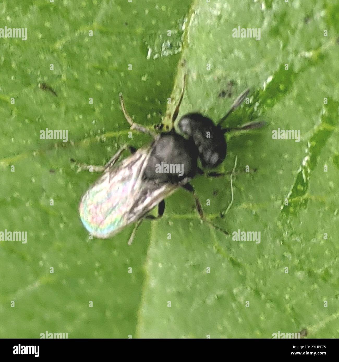 Scelionidae hi-res stock photography and images - Alamy