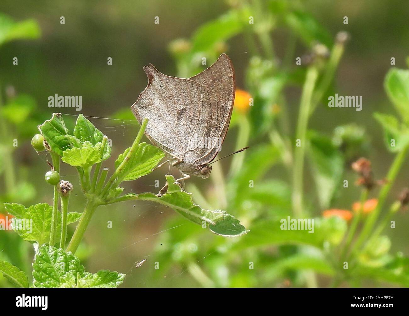 Goatweed Leafwing (Anaea andria Stock Photo - Alamy