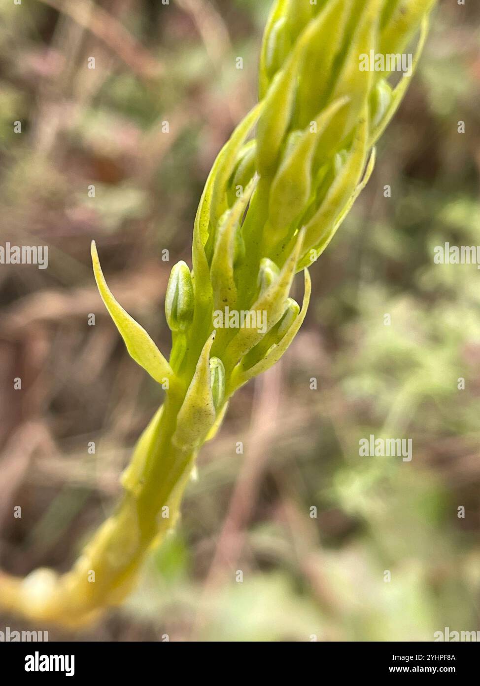 Elegant piperia hi-res stock photography and images - Alamy