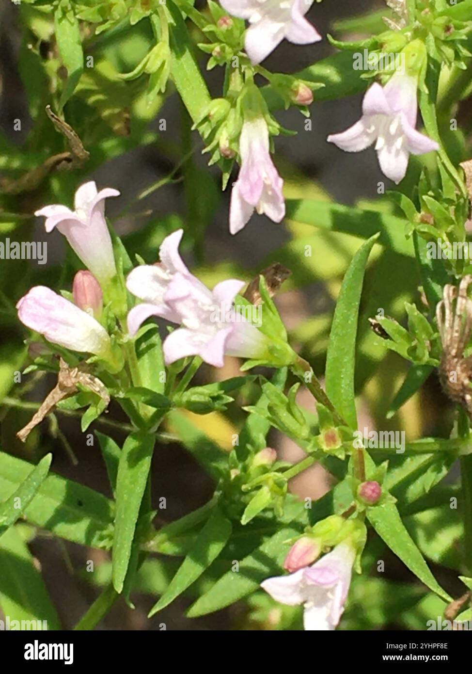 Long leaved houstonia hi-res stock photography and images - Alamy