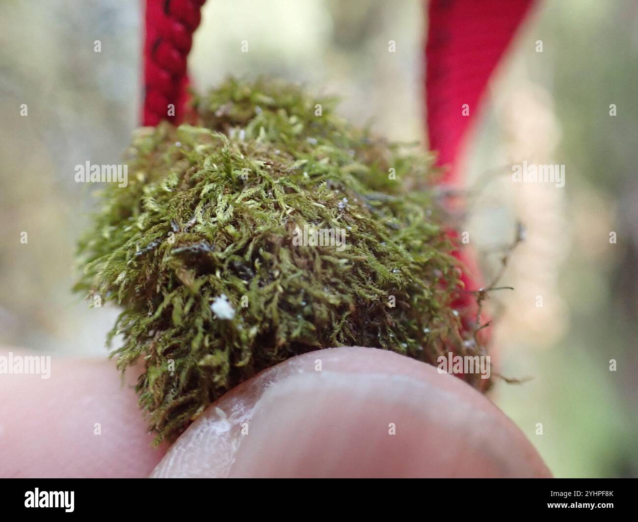 Whipple's claopodium moss (Claopodium whippleanum Stock Photo - Alamy