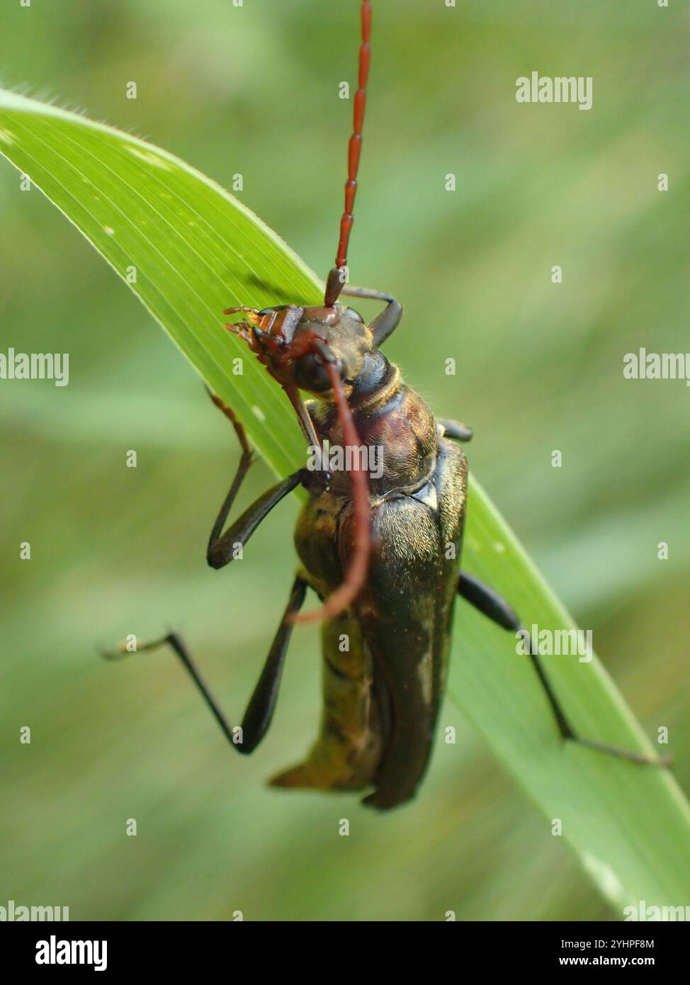 Ladder-marked Longhorn Beetle (Bellamira scalaris Stock Photo - Alamy