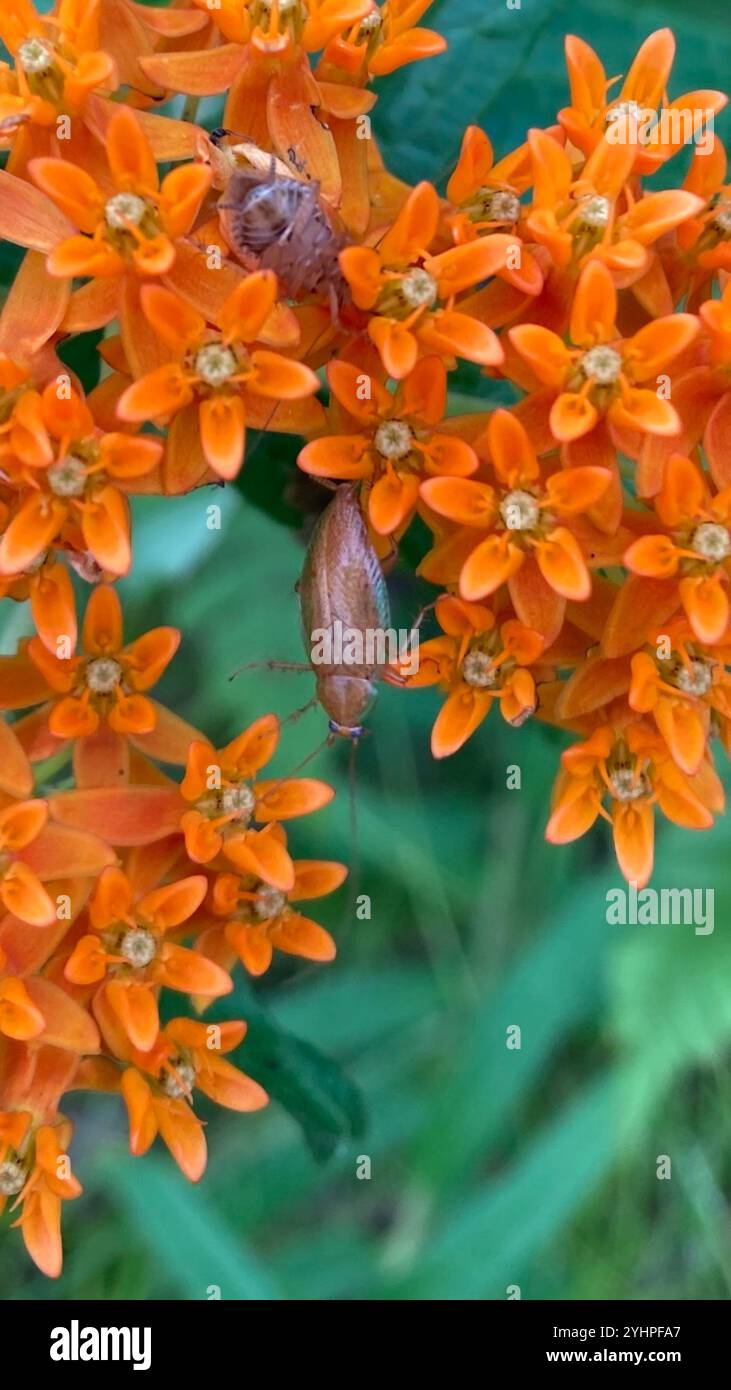 Tawny Cockroach (Ectobius pallidus Stock Photo - Alamy