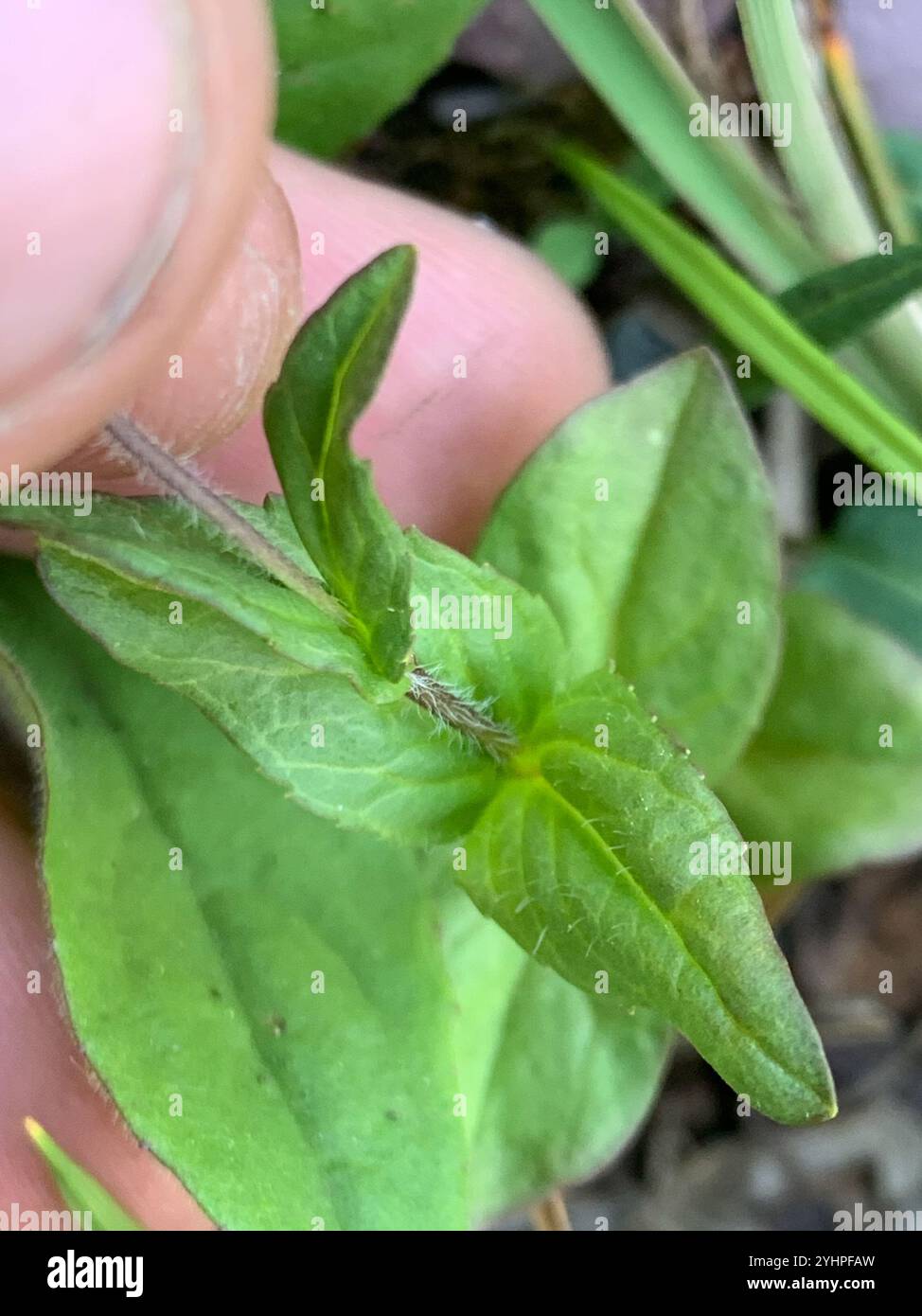 American alpine speedwell hi-res stock photography and images - Alamy