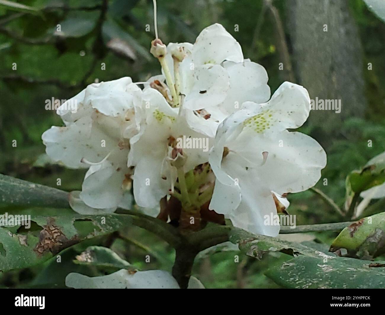 great rhododendron (Rhododendron maximum Stock Photo - Alamy