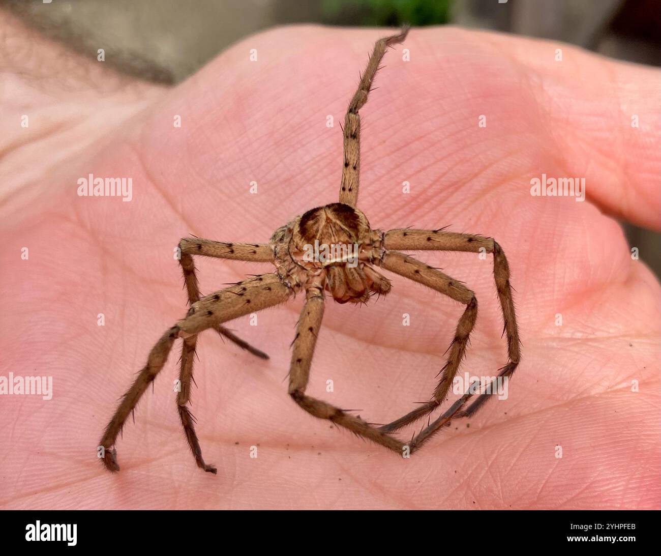 Pantropical huntsman spider hi-res stock photography and images - Alamy