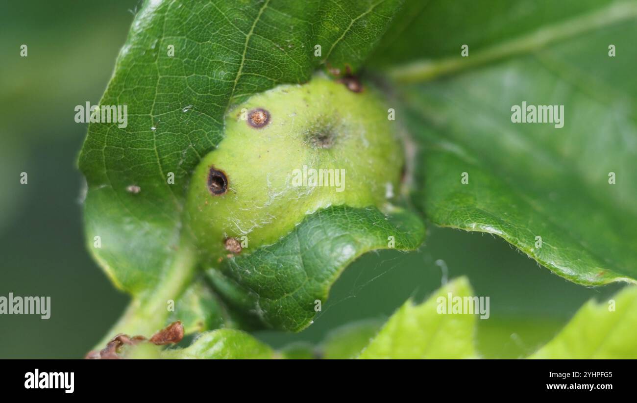 Oak Petiole Gall Wasp (Andricus quercuspetiolicola Stock Photo - Alamy