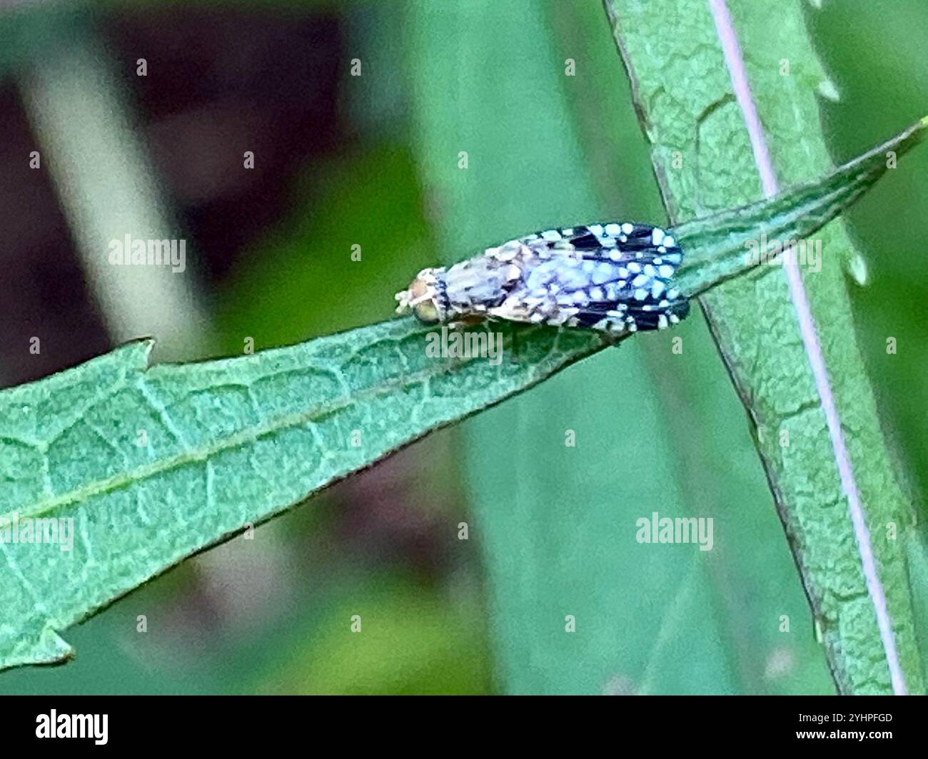Sunflower Seed Maggot (Neotephritis finalis Stock Photo - Alamy